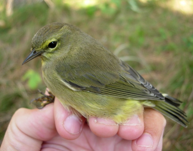 Tricky Fall Warblers Orange Crowned Warbler Wisconsin Ebird