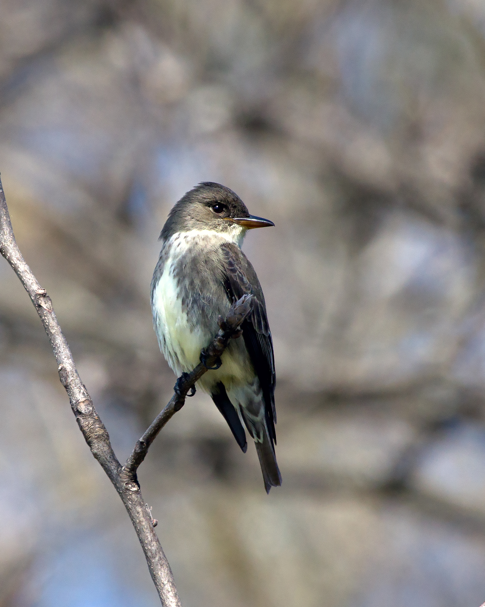 May Hotspot of the Month--Spread Eagle Barrens State Natural Area ...