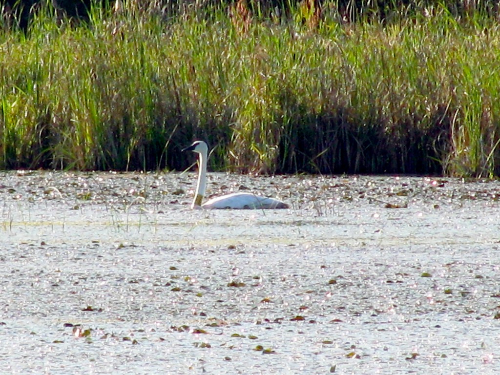 November Hotspot of the Month--Pershing Wildlife Area - eBird Wisconsin