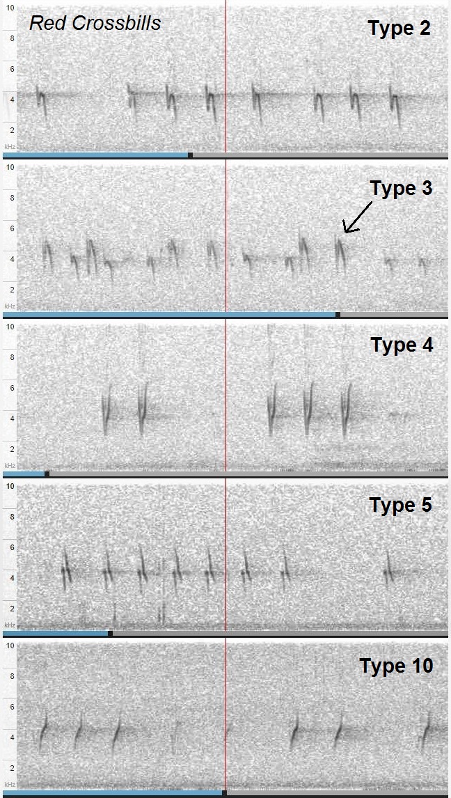 Wisconsin's 2017-18 Red Crossbill Irruption - eBird Wisconsin
