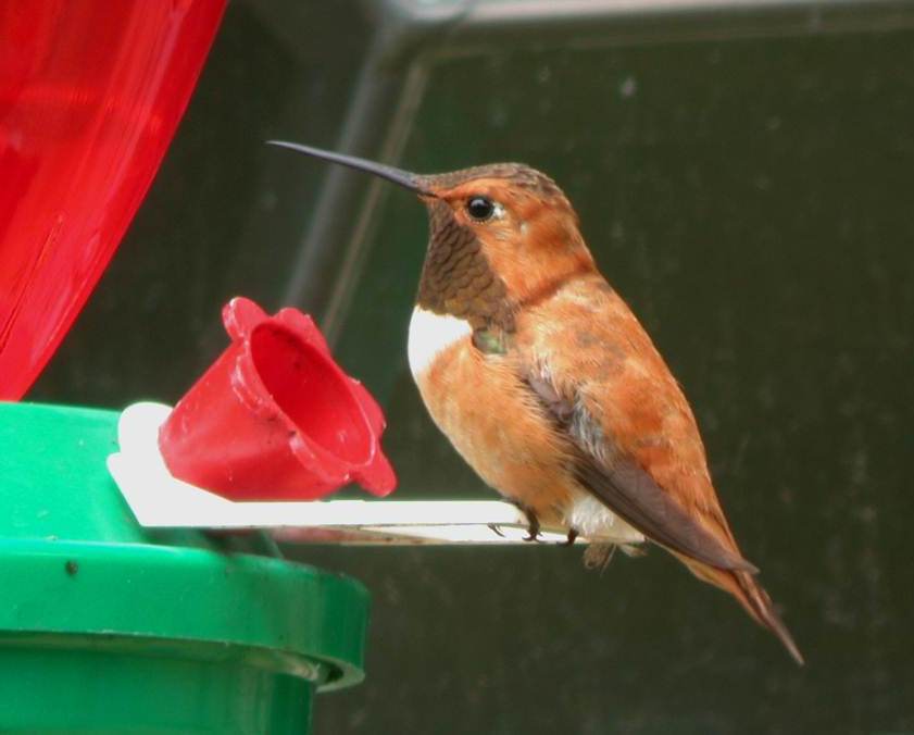 Rare late fall hummingbirds now in Wisconsin - eBird Wisconsin