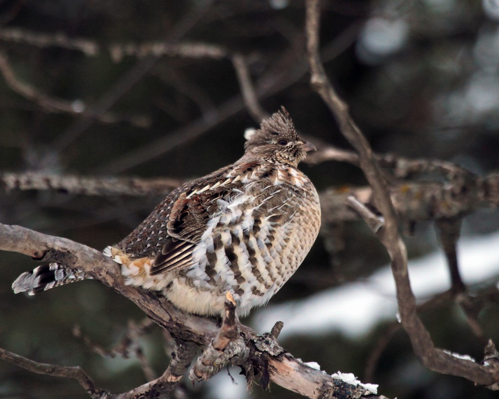 June Hotspot of the Month--Tiffany Wildlife Area - eBird Wisconsin