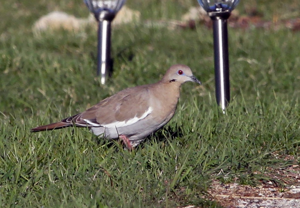January Hotspot of the Month-Wind Point (Lighthouse and Shoop Park ...