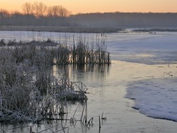 Hotspot of the Month--Mud Lake State Wildlife Area - eBird Wisconsin