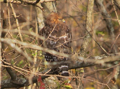 ID Tip: Broad-winged vs. Red-shouldered Hawks - eBird Wisconsin