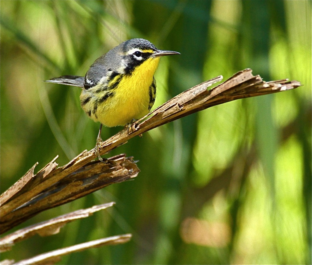 Introducing the Bahama Warbler - eBird West Indies
