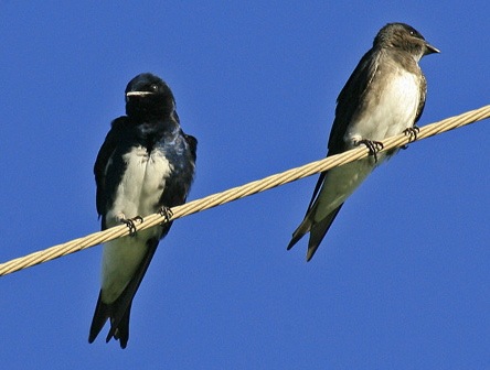Join our Caribbean Martin Survey! - eBird West Indies