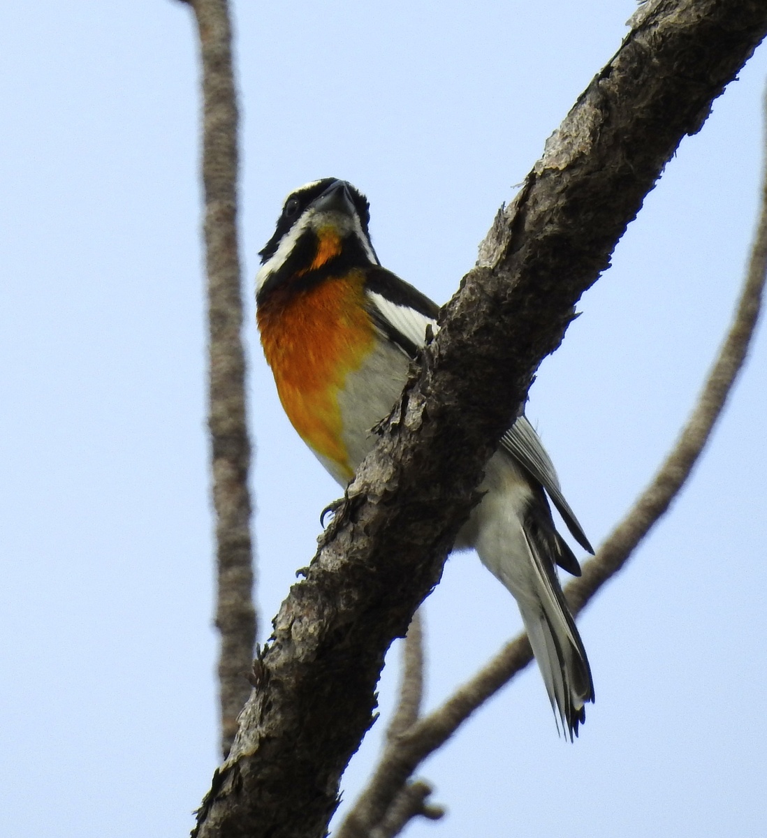 Caribbean Birders Help Set New Global Big Day Record - eBird Dominican ...