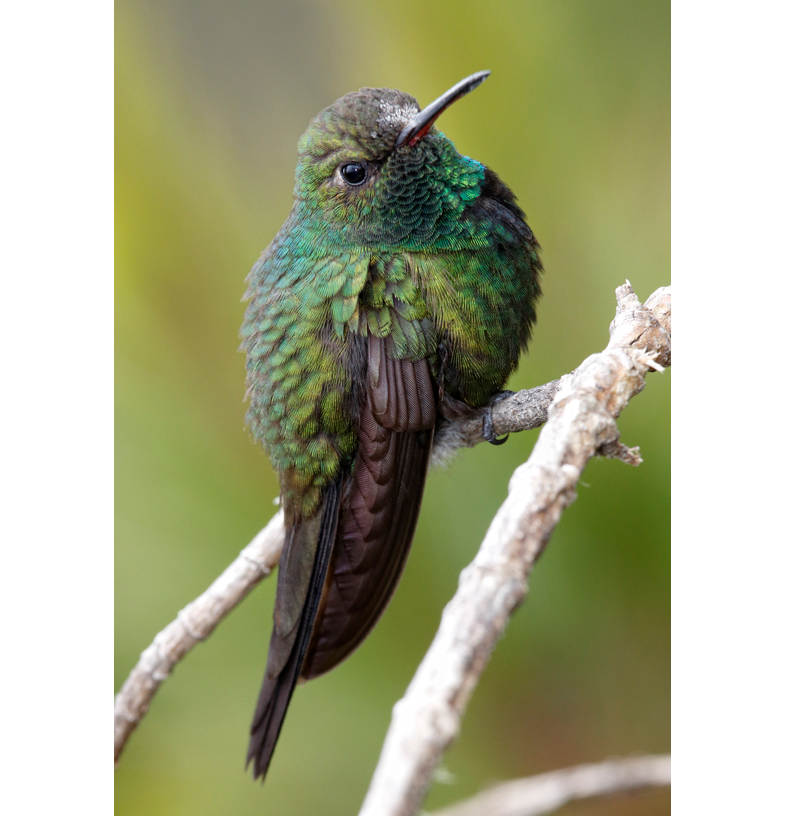 Why do you eBird? Find out why birders love eBird Caribbean. - eBird ...
