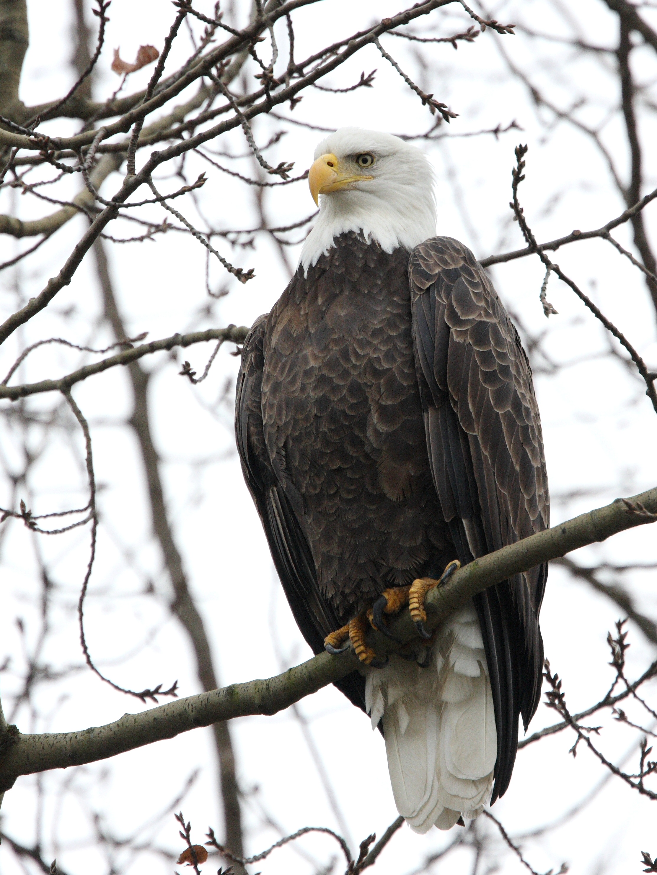 Government Protect Bald Eagle