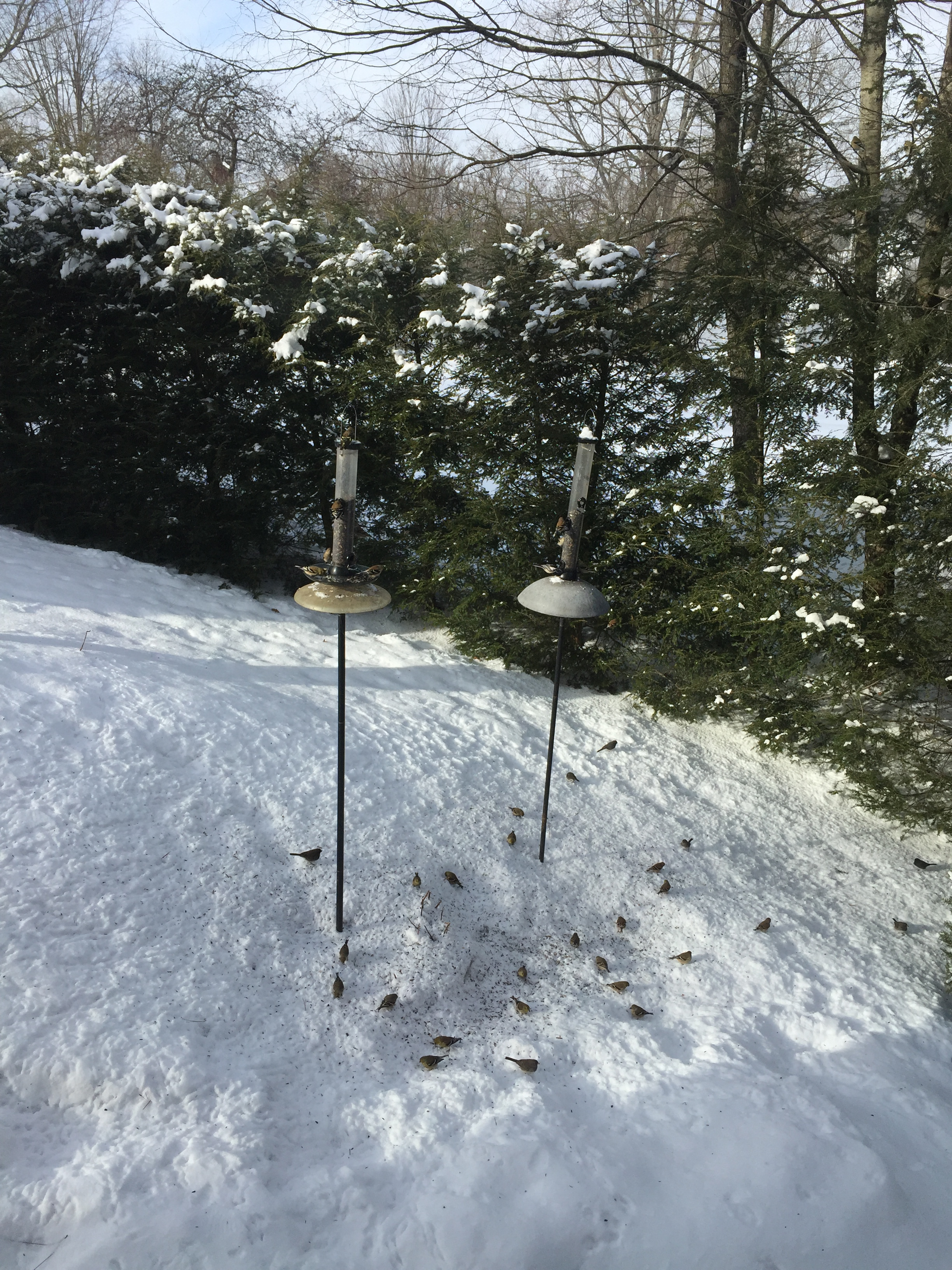 Best Practices for Entering Your Yard Sightings in eBird - eBird Vermont