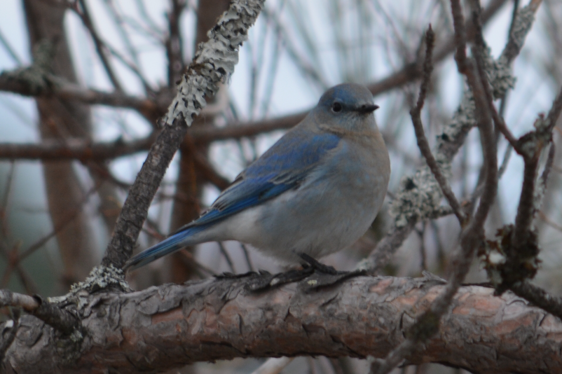 Mountain Bluebird - Lincoln, Penobscot Co. - 23 Nov 2014 - eBird Maine