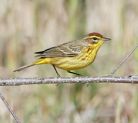 Read Your Palms - New Hampshire eBird