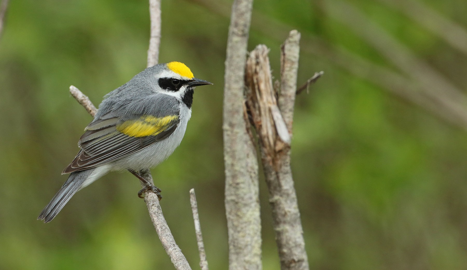eBird data help optimize conservation efforts - eBird Canada