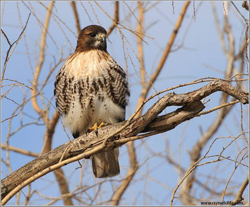 Identifying Northern Red-tailed Hawks - eBird Canada