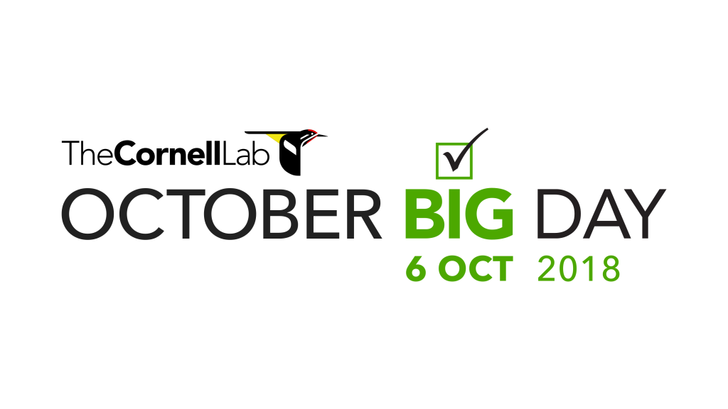 October Big Day—6 October 2018 - eBird Mexico