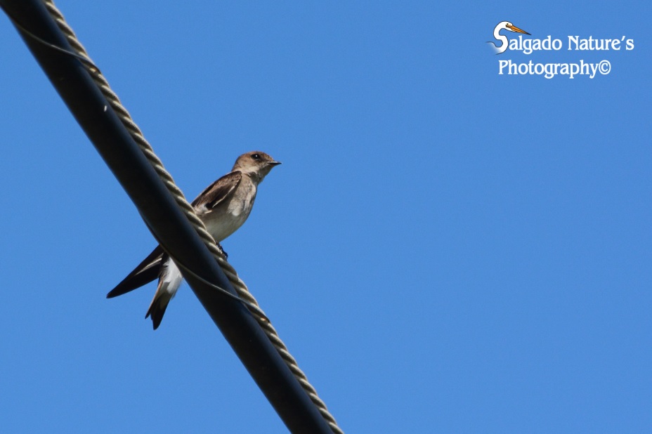Sightings of the Northern Rough-winged Swallow - eBird Puerto Rico