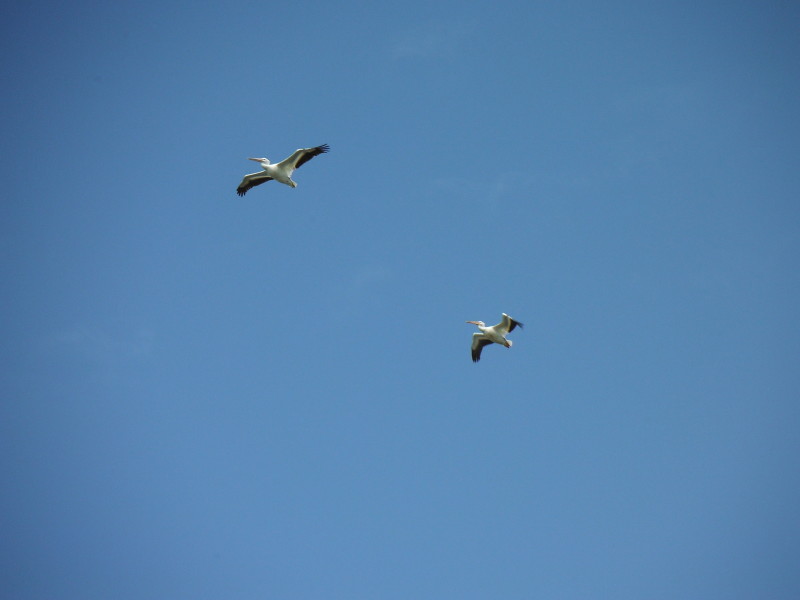American White Pelicans Sighted at the Humacao Nature Reserve - eBird Puerto Rico