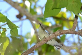 Avistamiento de reinita cerúlea - eBird Puerto Rico