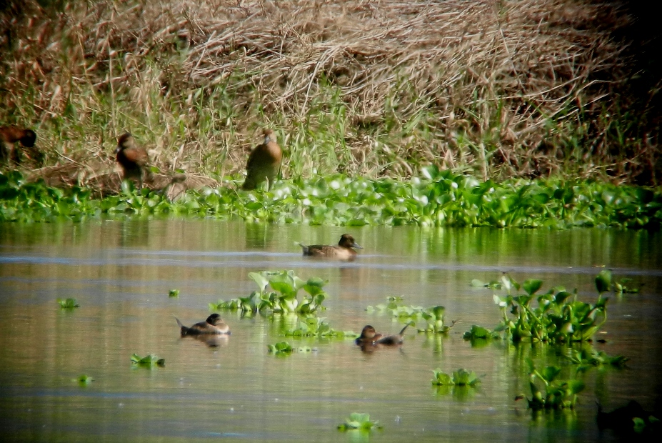 Tufted Duck Sighted for the First Time in the Caribbean - eBird Puerto Rico