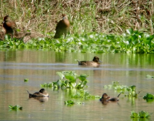 Primer avistamiento de Porrón Moñudo en el Caribe - eBird Puerto Rico