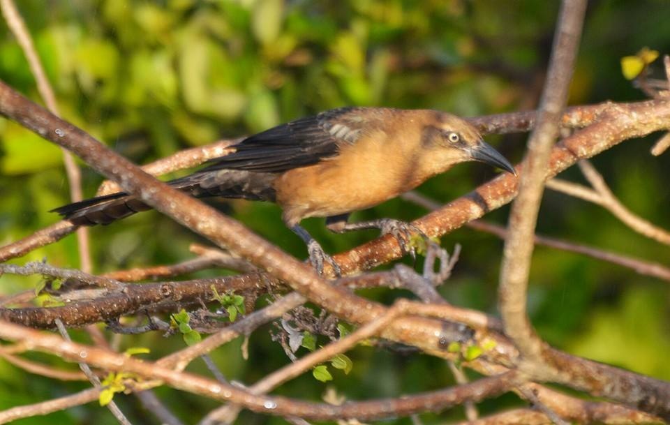 Great-tailed grackle visiting the Island - eBird Puerto Rico