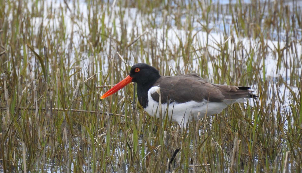 Shea Tiller, April eBirder of the month - eBird