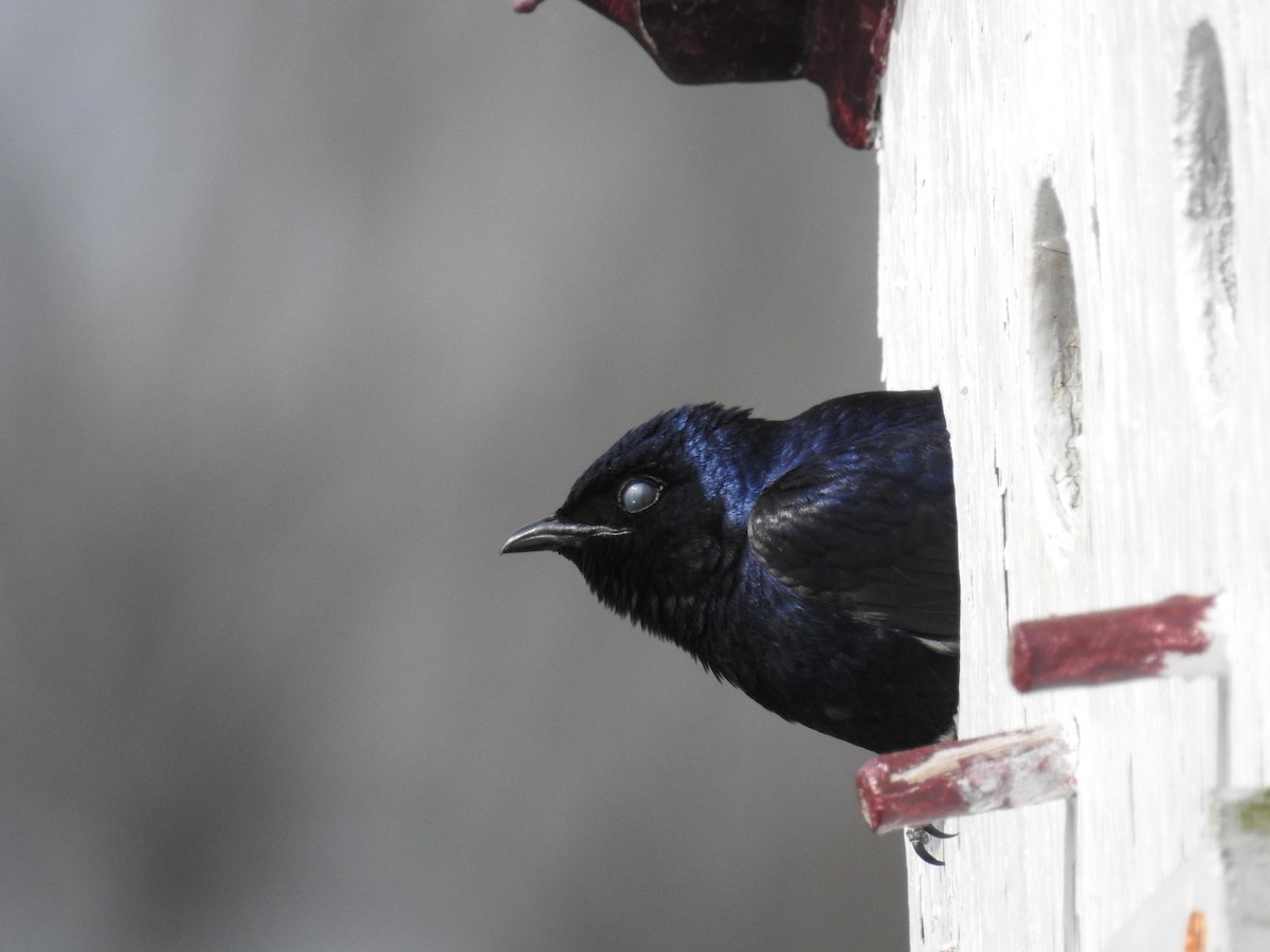 Shea Tiller, April eBirder of the month - eBird