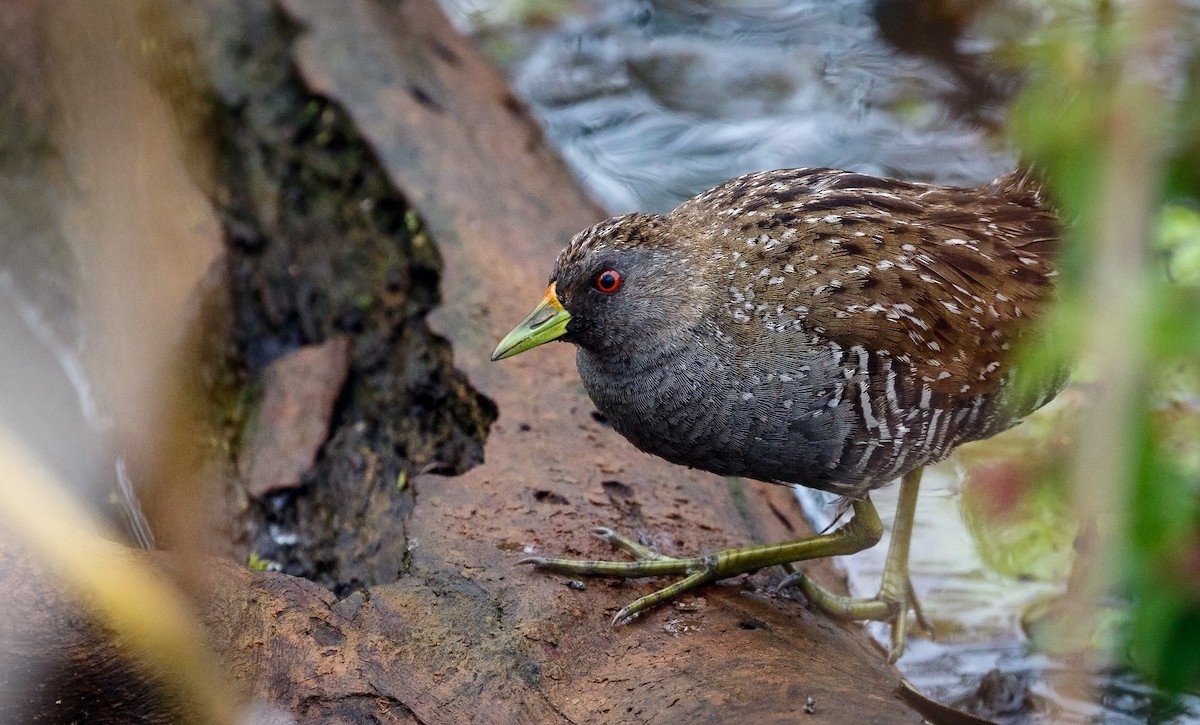 October Big Day results—more than 6,000 species in one day! - eBird