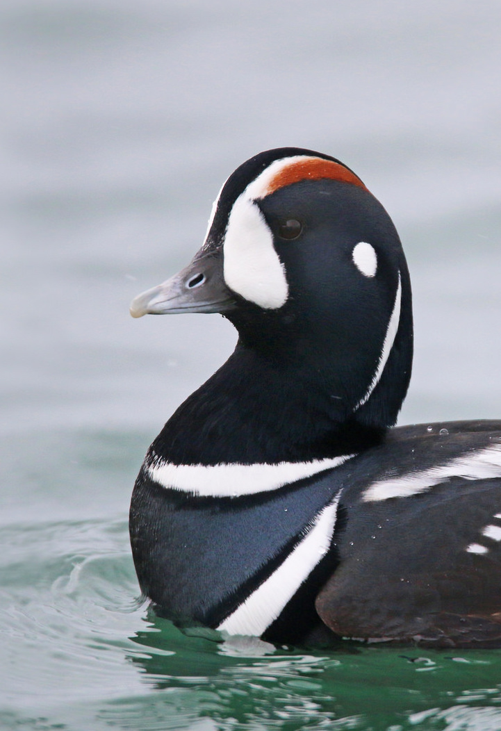 Annual Cornell Lab of Ornithology Postdoctoral Competition - eBird