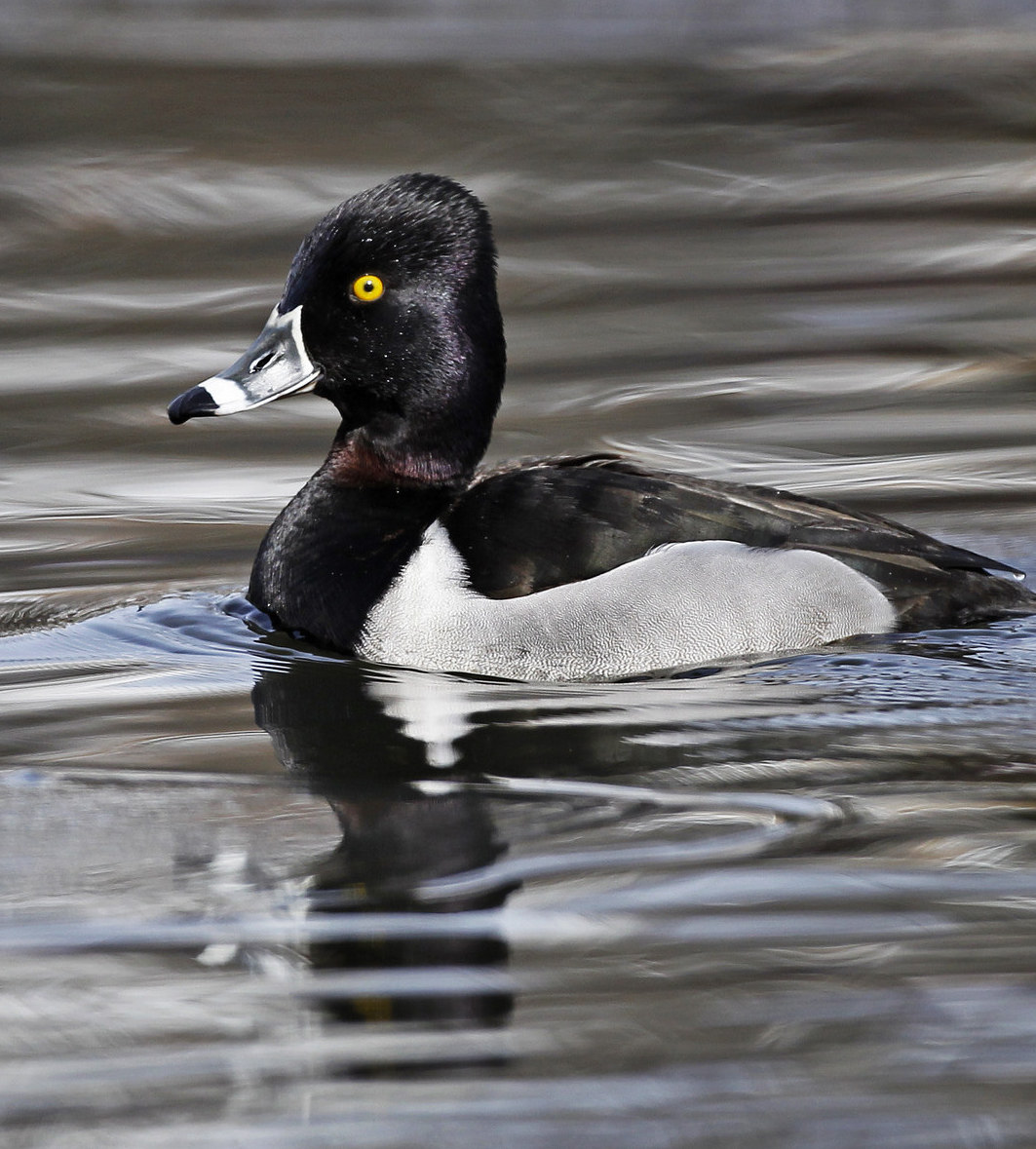 Greg Wagner, March eBirder of the Month - eBird