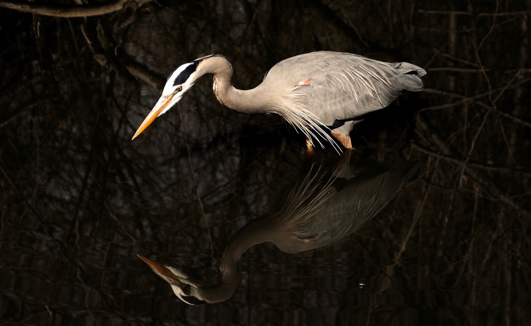 Ron Riley, March 2019 eBirder of the Month - eBird