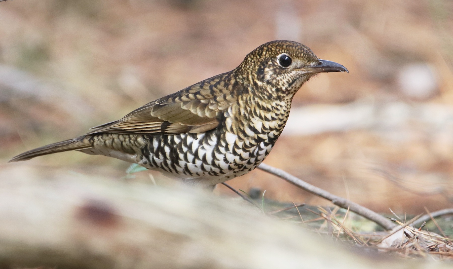 Global Big Day 2019: the biggest day in birding - eBird