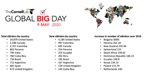 Global Big Day 2020: birding's biggest team - eBird Australia