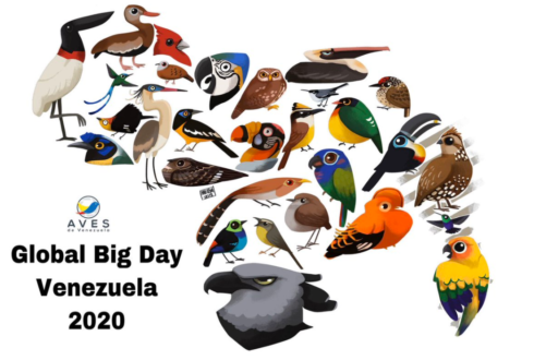 Global Big Day 2020: birding's biggest team - eBird Australia