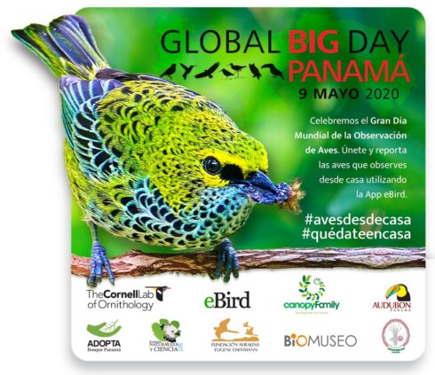 Global Big Day 2020: birding's biggest team - eBird Australia