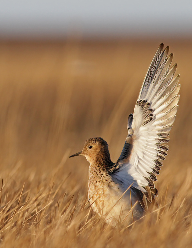 One billion words - eBird