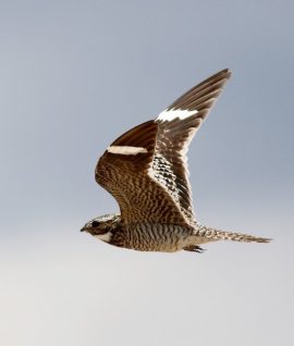 BirdCast Migration Forecast, 14-21 April - eBird