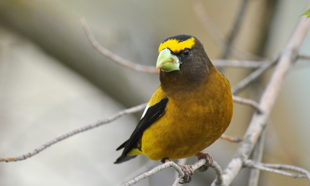 Evening Grosbeak Call Types of North America - eBird