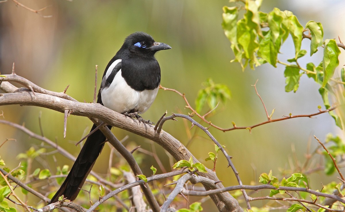 2018 eBird Taxonomy Update - eBird