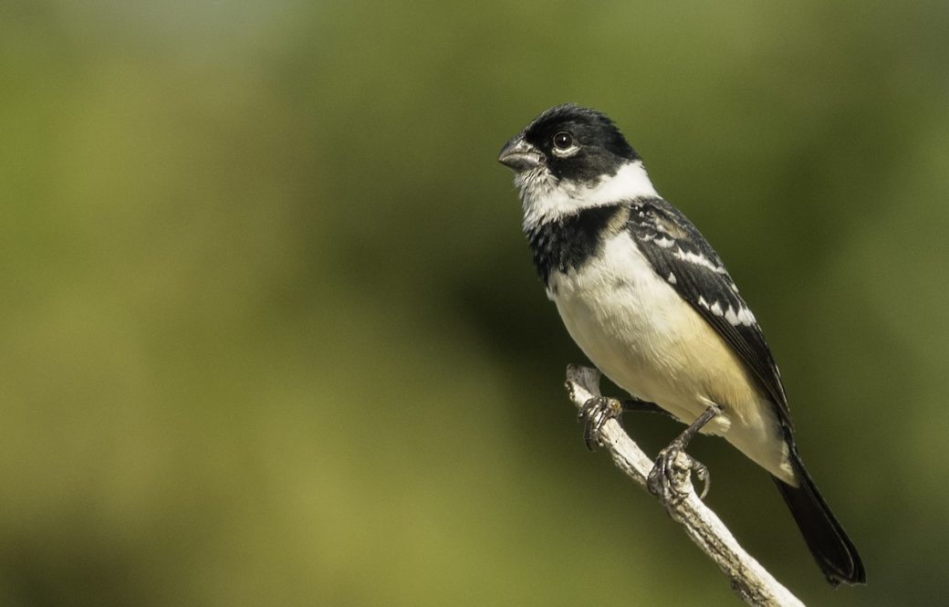 2018 eBird Taxonomy Update - eBird