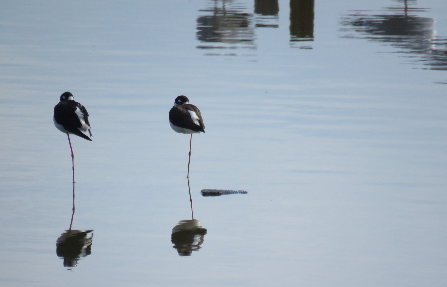 Seth Inman, March eBirder of the month - eBird