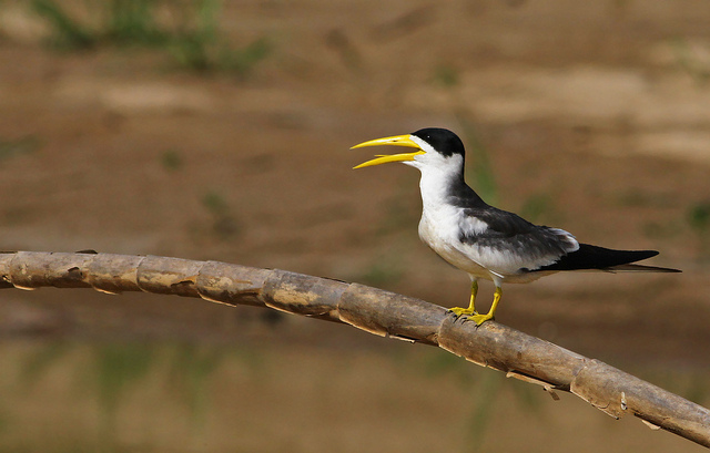 Bolivian Nature Reserve Uses eBird Hotspot as Official Reserve Bird List - eBird