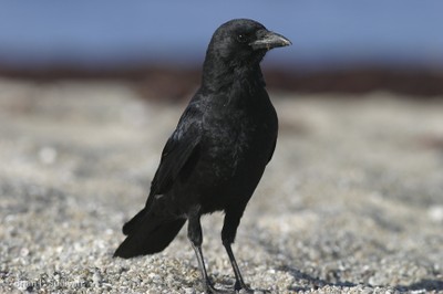 Identification Pitfalls--Crows and Ravens - eBird