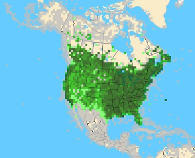 Identification Pitfalls--Crows and Ravens - eBird