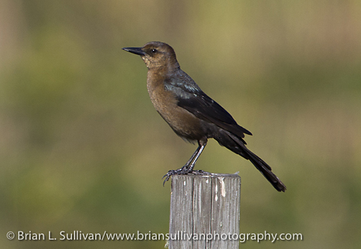 Grackles - Are you getting them right? - eBird