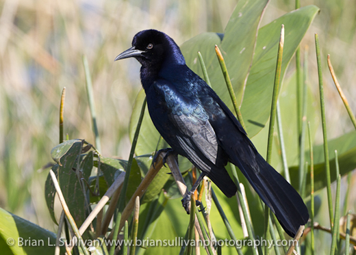Grackles - Are you getting them right? - eBird