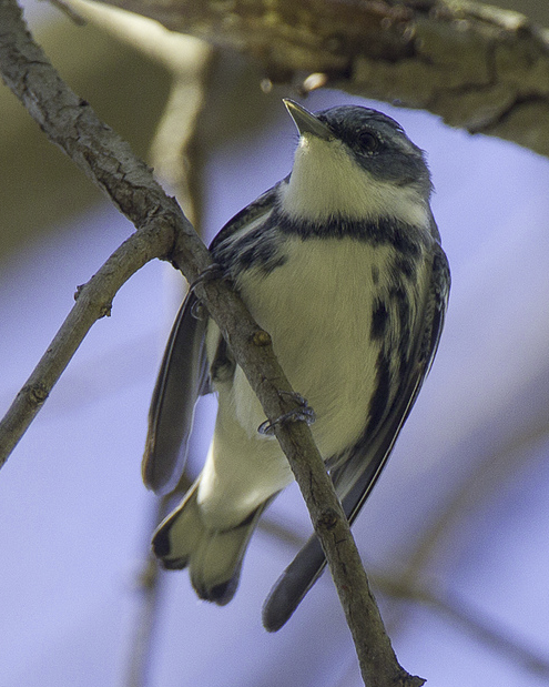 eBird Transitions to New CMS - eBird