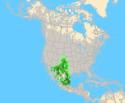 Identification Pitfalls--Crows and Ravens - eBird