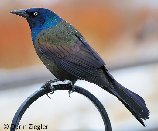 Grackles - Are you getting them right? - eBird